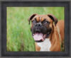 Pet Framing - The Great Frame Up